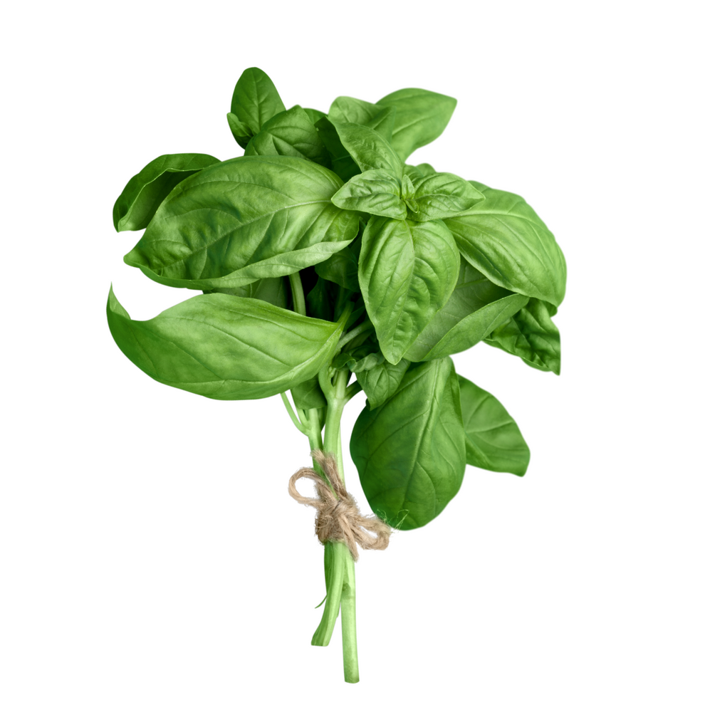 Herb Basil BUNCH – King Cole Direct Fruit Supply